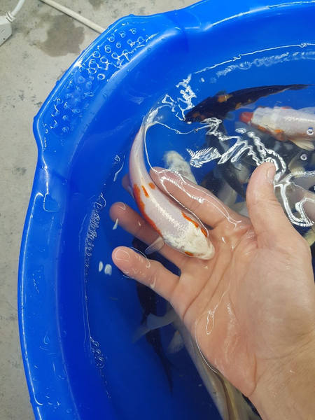 Koi malayziyani bollari