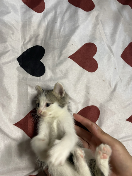 Котёнки