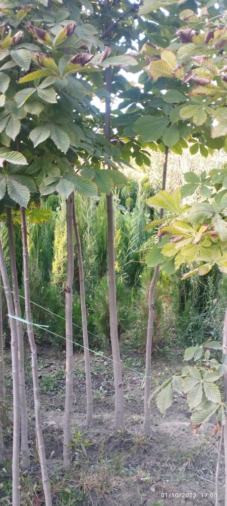 Kashtan koʻchatlari sotiladi