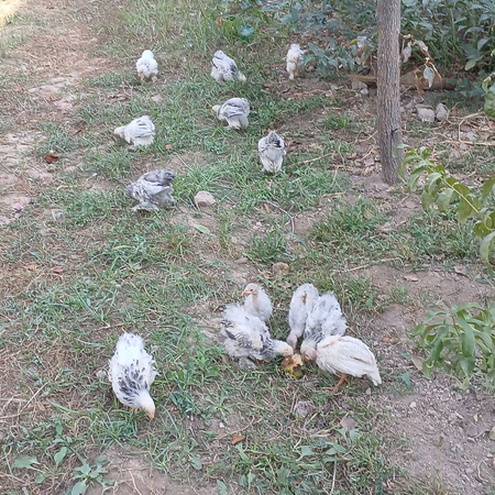 Sesarka jo‘jasi sotiladi
