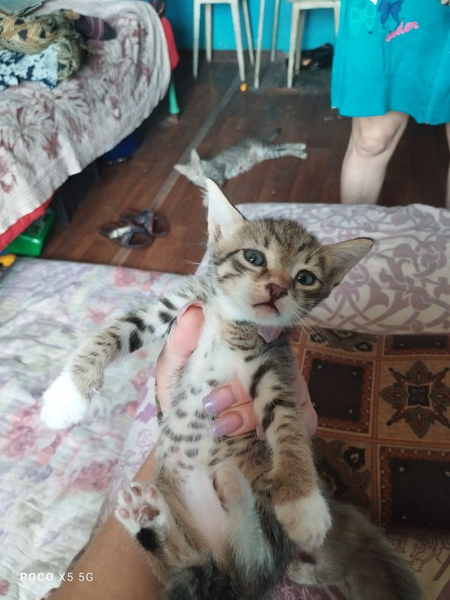 Отдам даром котят