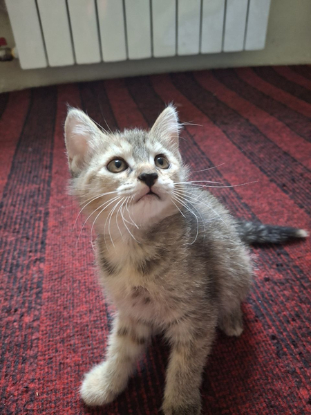 Котята отдаются в добрые руки