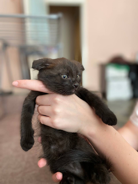 Котята ищут семью