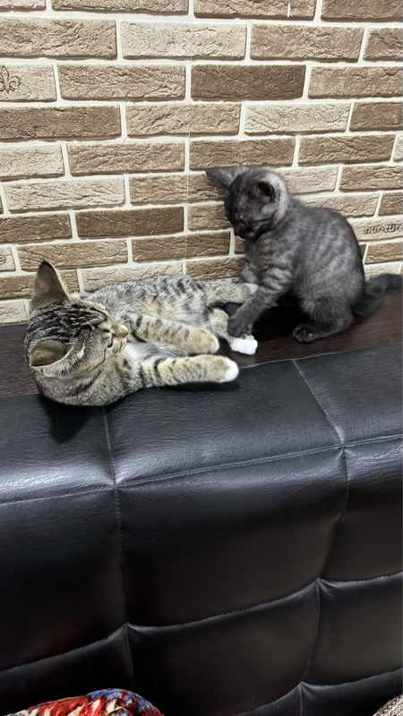 Продаю котят