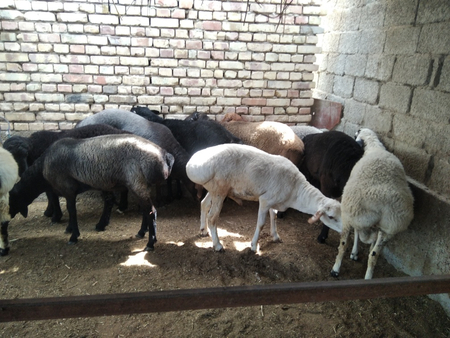 Quchqorlar sotiladi