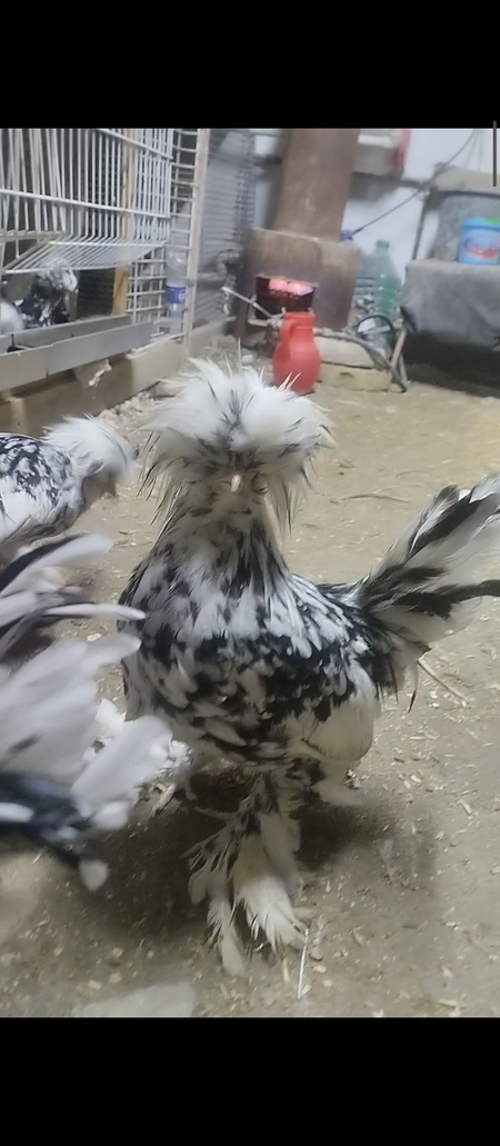 Продаётся корейский бентамки