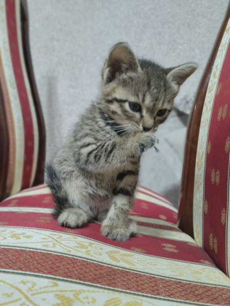 Домашние котята, город Кувасай