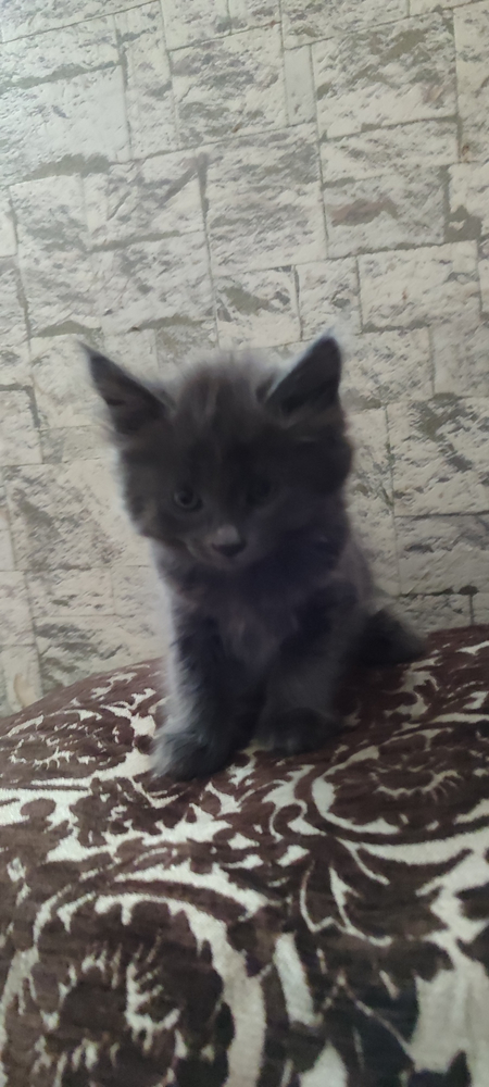 Котята 2 месяца в хорошие руки