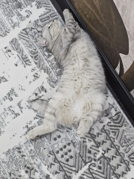 Продаётся кот скоттиш