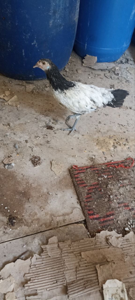 Dekaratini jojala 1ta horoz 1ta tovu sotiladi