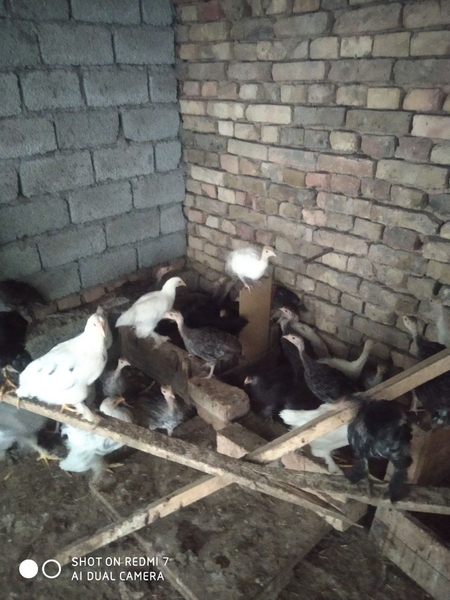 Kurkala sotiladi