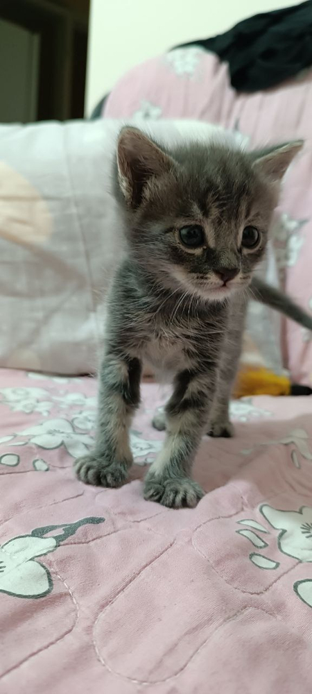 Котёнок ищет свой дом
