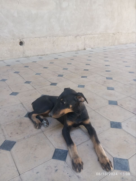 Doberman jinsi qiz