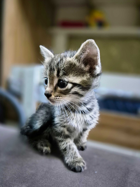 Отдам котят даром