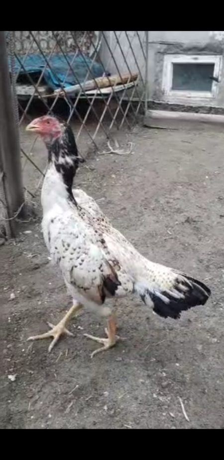 Турк, цесарка, шамо, ганой тухумлари