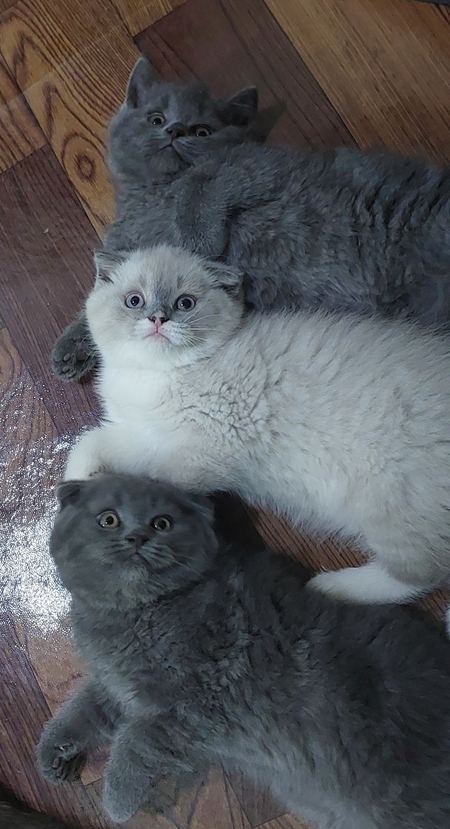 Продаётся котенок