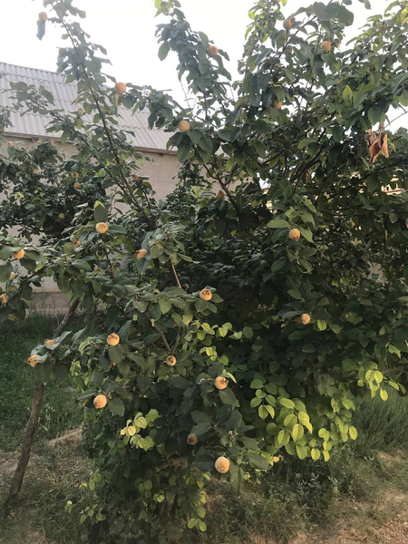 Дача в городе Навои