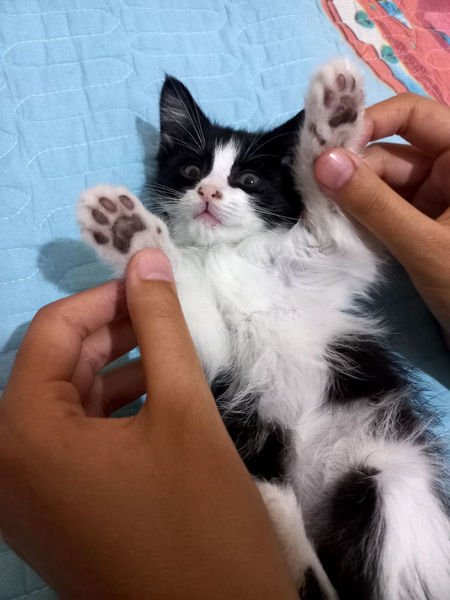 Котёнок, Панда, отдам ХОРОШИЕ РУКИ