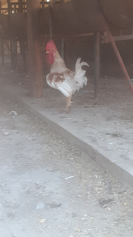Ho'roz sotiladi damshniy
