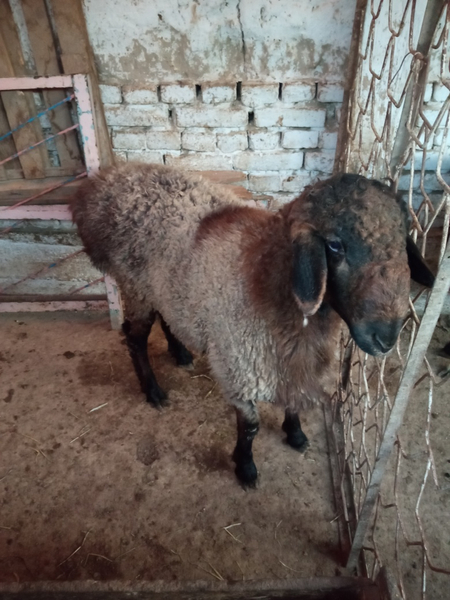 Qochqorlar sotiladi