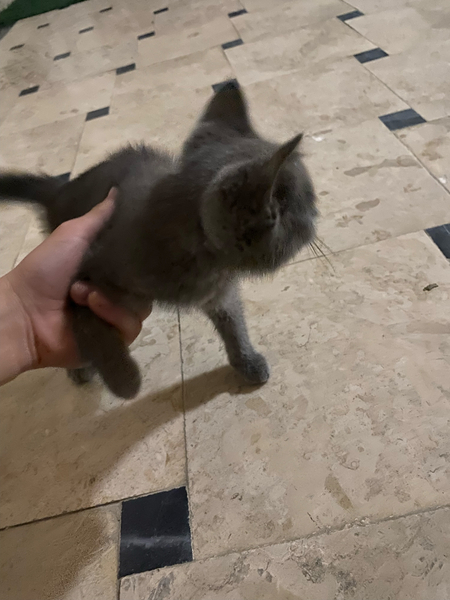Уй Мушуки , хонаки ургатилган