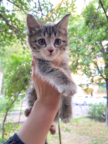 Кошки котята