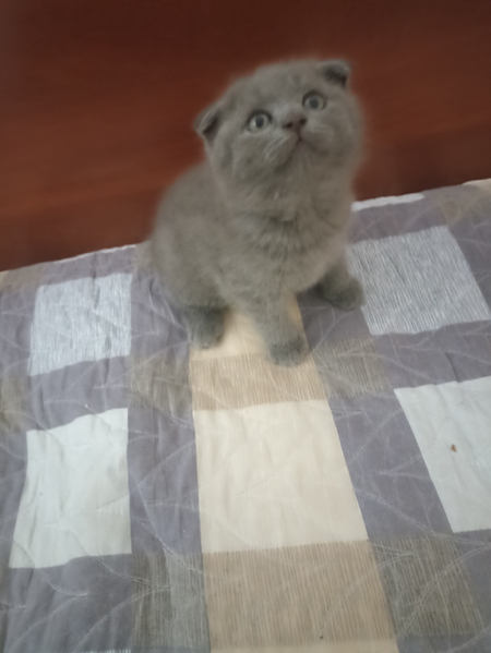 Шотландский вислоухий
