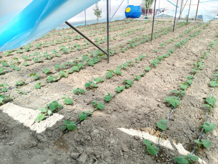 Tiplitsa sotiladi