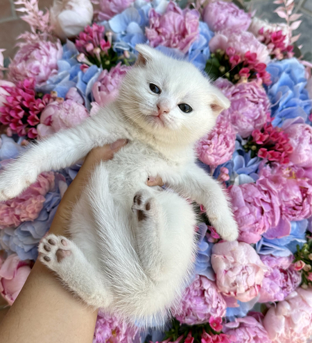 Очаровательные котята ищут любящие дома