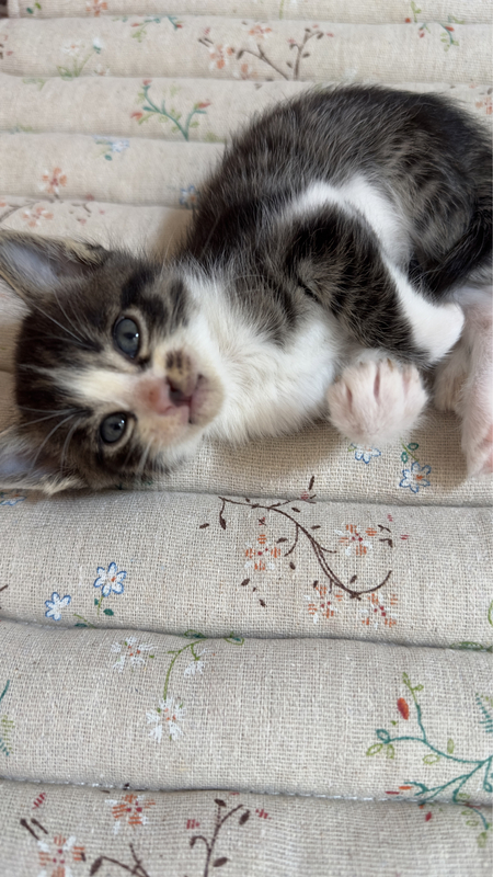 Котята в хорошие руки! Бесплатно!