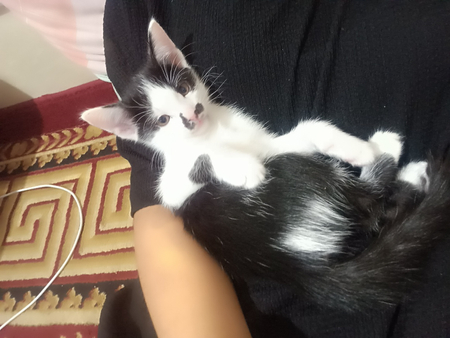 котенок, мальчик