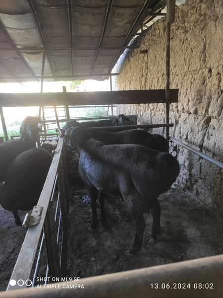 Qo‘chqor sotiladi