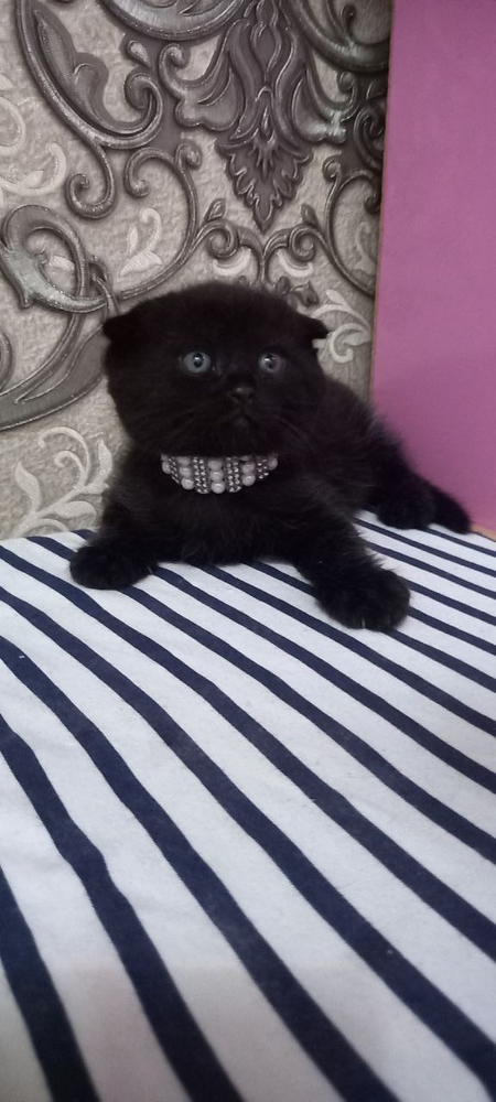 Срочно продаётся котёнок девочка