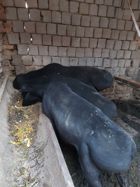 3 Qoy sotladi 50 mingdan 1 kg