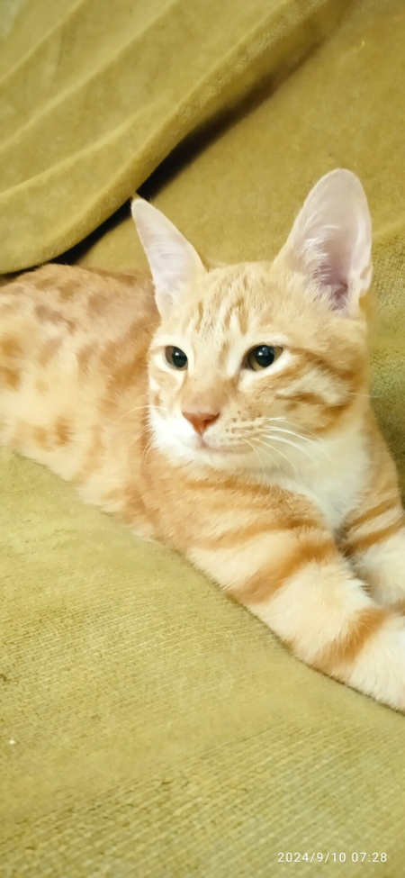Котёнок бенгальский