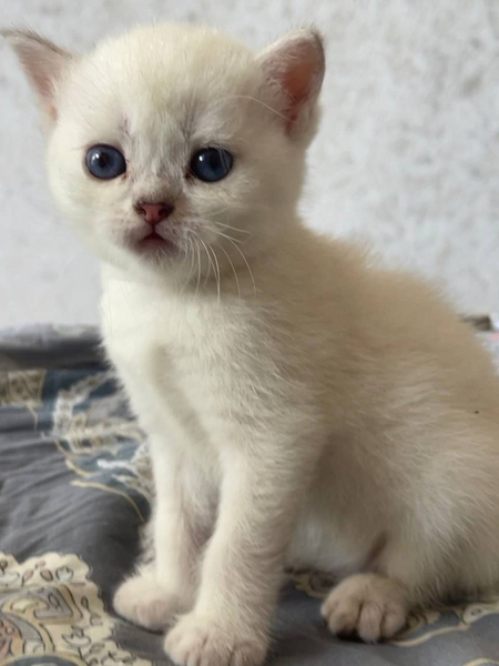 Котики скоттиш страйт/фолд