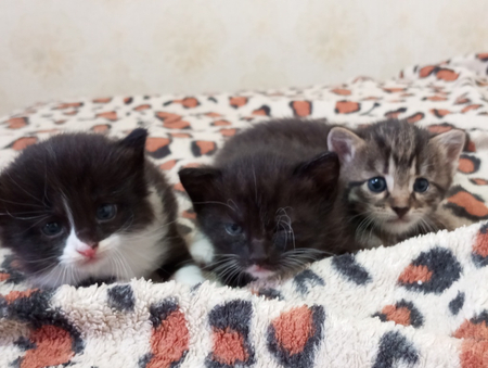 Отдаем котят бесплатно в добрые руки!:)