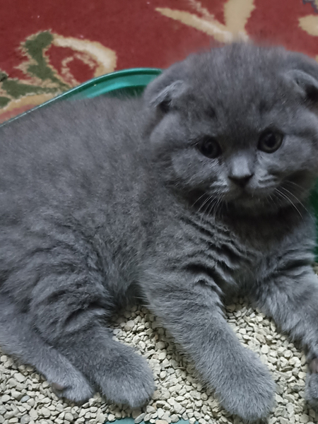 Вислоухие котëник