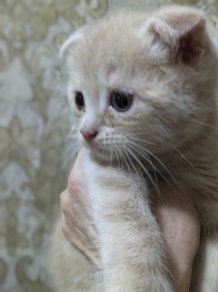 Котята породистые скоттиш фолдики и скоттиш страйт