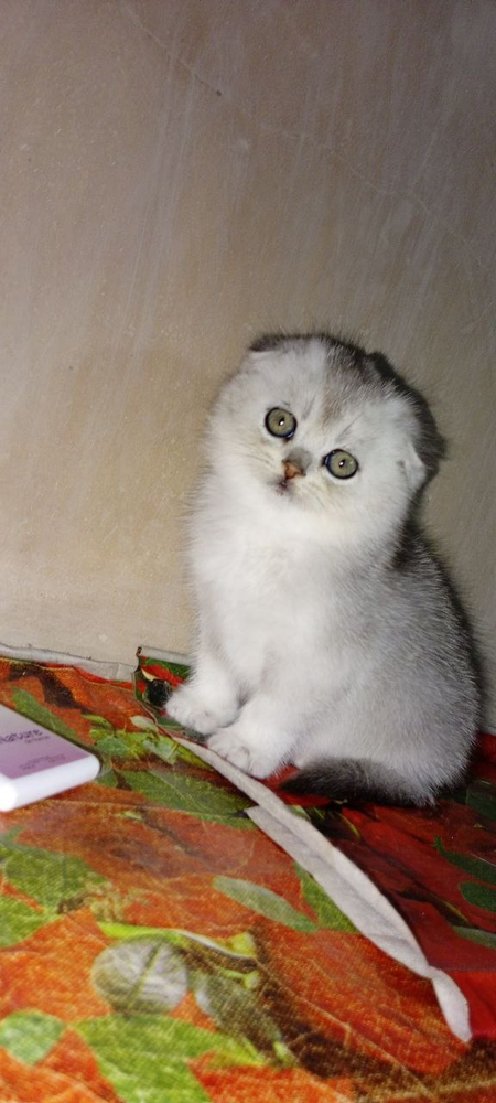 Serebro shinshila fold qiz bola