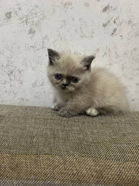 Продается котята