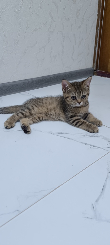 Продаются котята СРОЧНО