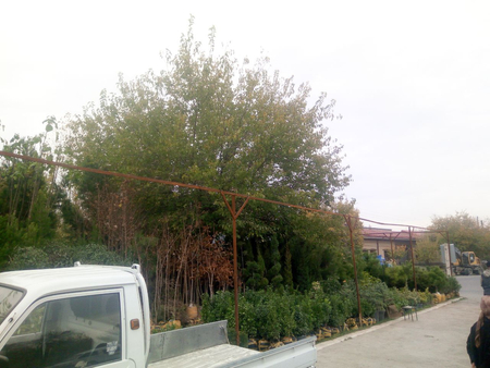 Xar xil turdagi kôchatlar archa va gular