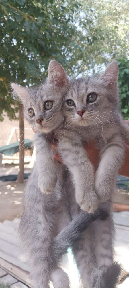 Продам котят породы шиншиллы 3 месяцев