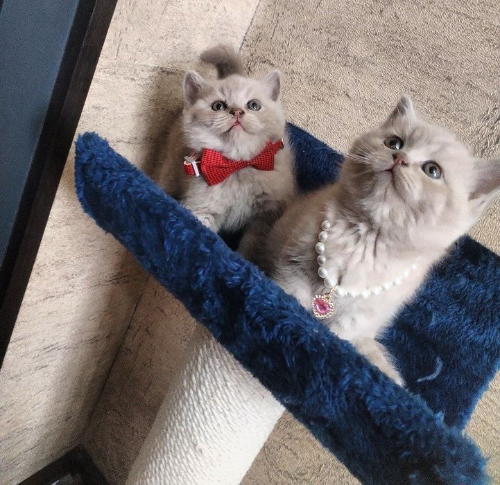 Акция! Цена снижена Скоттиши