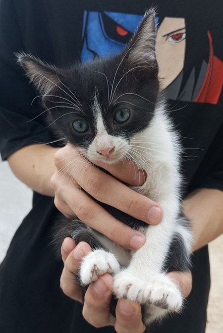 Добрые руки. Котята