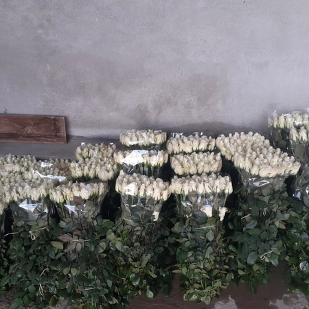 Jumiliya Atirgul ko'z ko'chatlariga zakaz olamiz xar hil so'rtlaridan