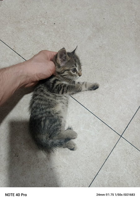 Mushuk bolasi sotiladi