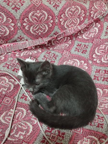 Продается котенок мальчик