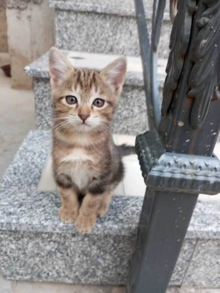 Котята 2 -х месячные